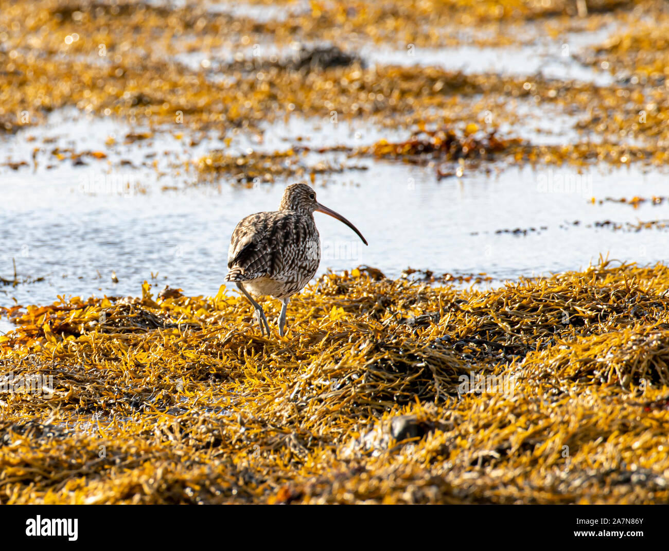 A snipe hunting for food amongst the beach seaweed Stock Photo - Alamy