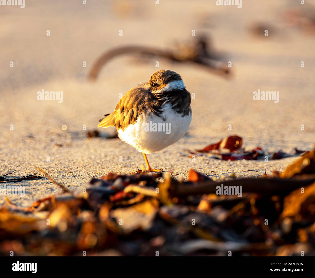 Ringed plover roosting on a sandy beach surrounded by seaweed Stock ...