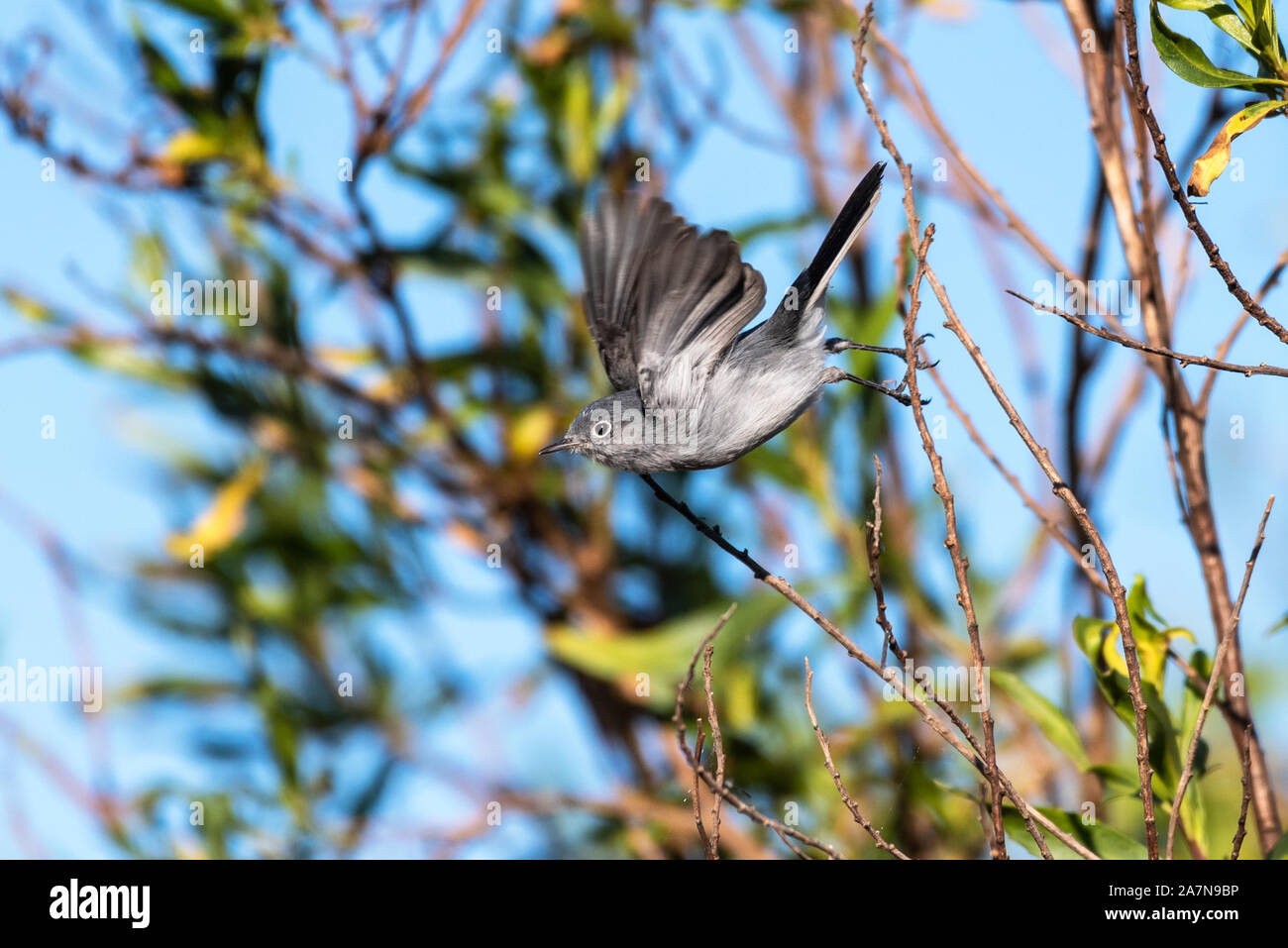 Blue Gray Gnatcatcher bird spreads wings to take off in flight from ...