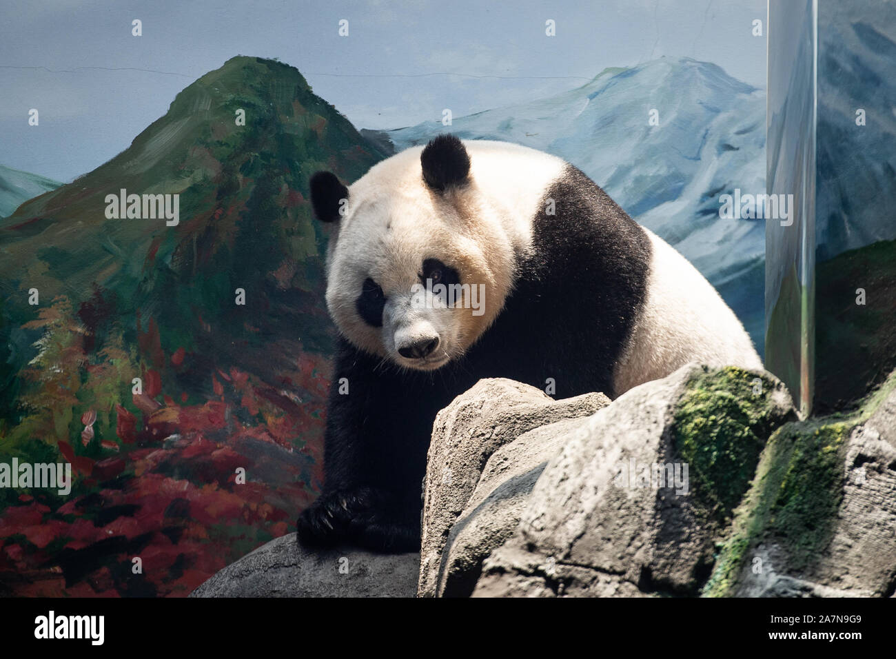 The giant panda Chun Qiao rests after eating bamboo shoots to celebrate ...