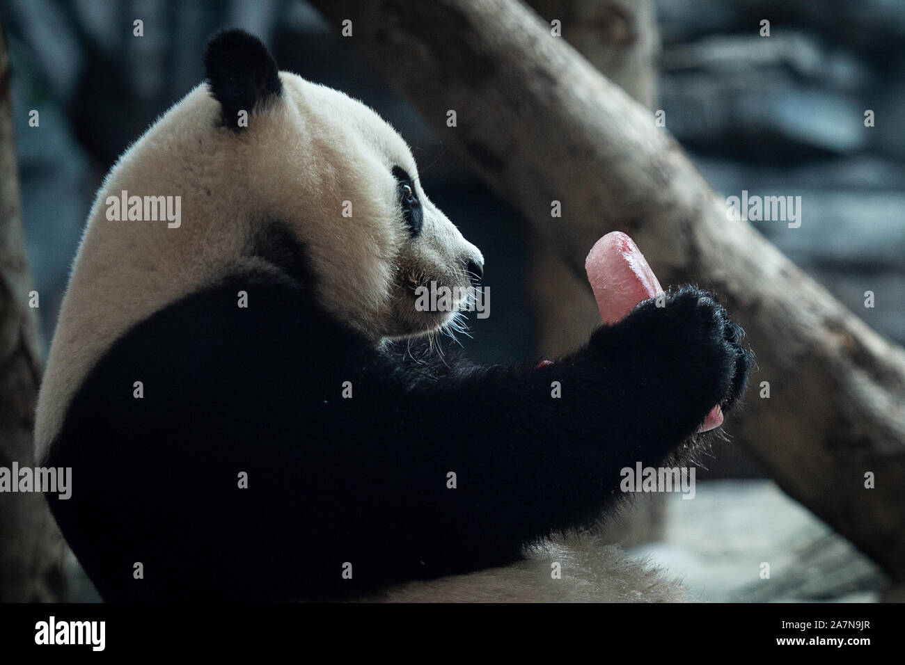 The giant panda Chun Qiao eats a piece of ice block to celebrate its ...