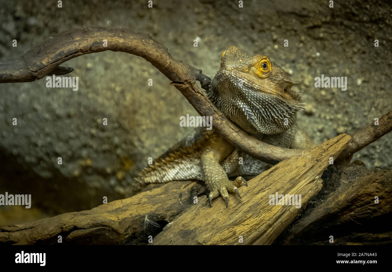 Bearded dragon tree hi-res stock photography and images - Alamy