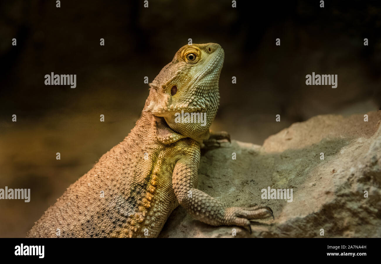 Central bearded dragon, Pogona vitticeps Stock Photo - Alamy
