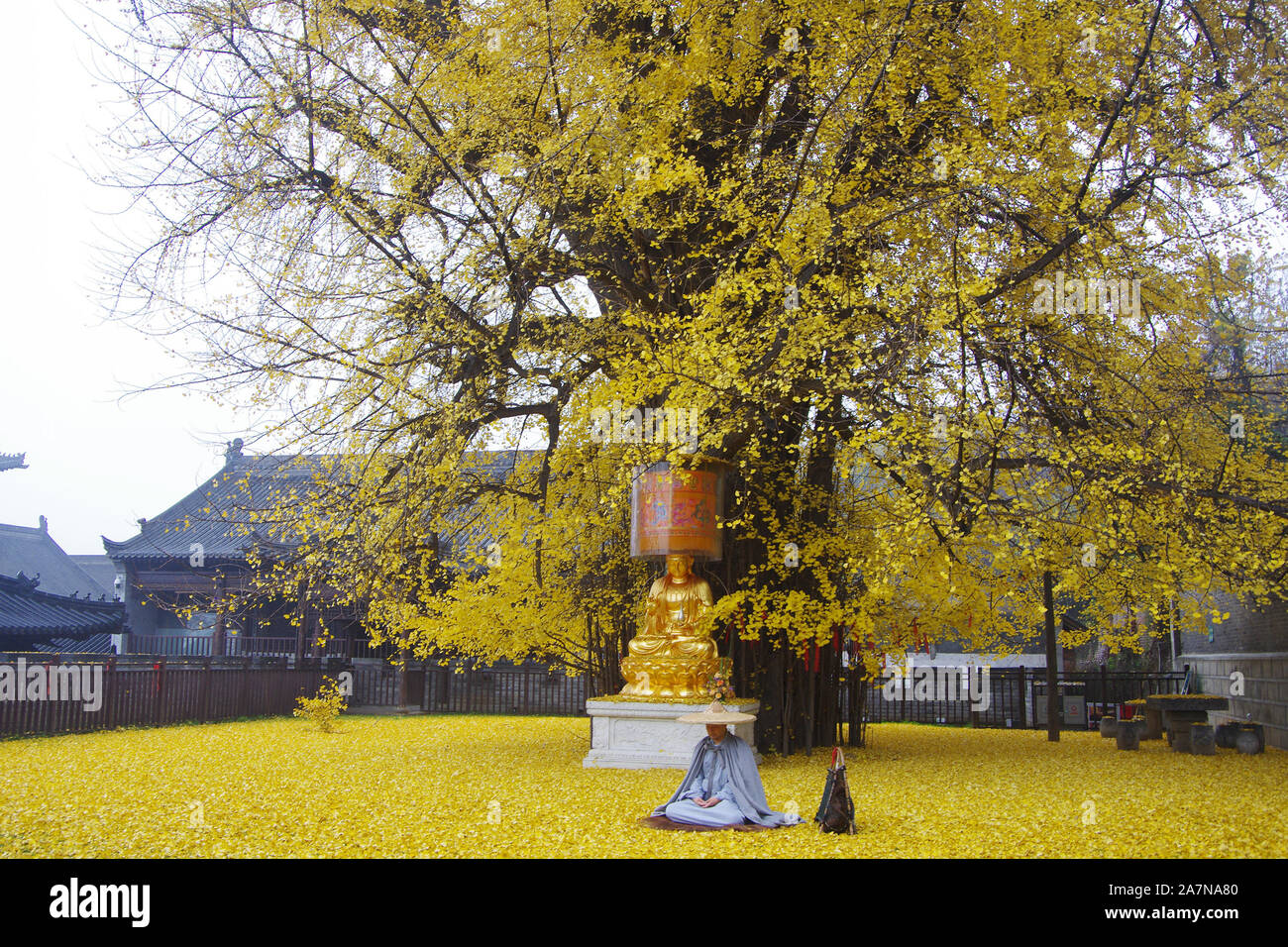 A Chinese monk sits in meditation on the ground covered with golden ...