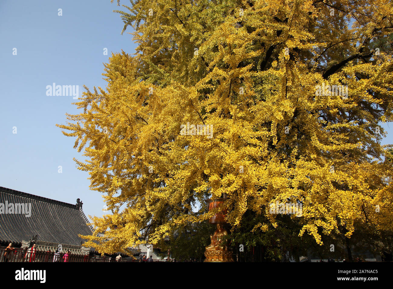 Ginkgo tree zhongnan mountains hi-res stock photography and images - Alamy