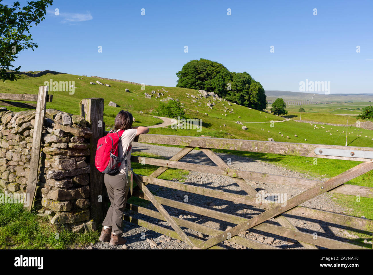 A middle aged woman leaning on a farm gate looking at the Ribblehead ...