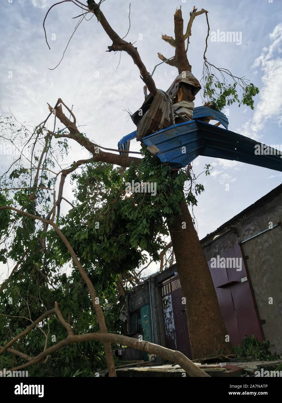 View of fallen trees after tornado hits Danzhou cityy, south China's ...