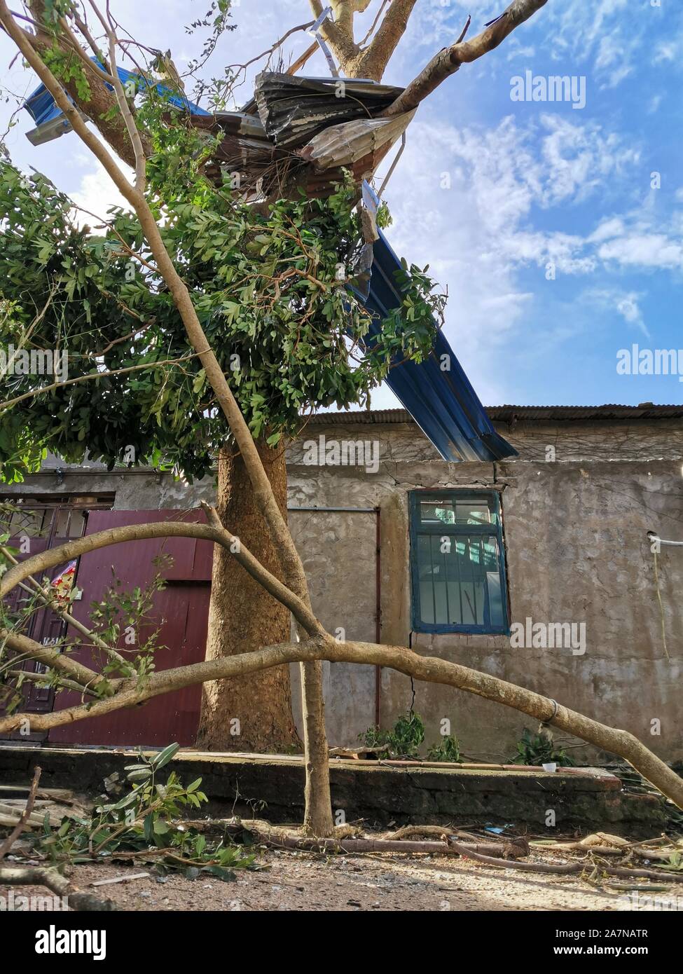 View of fallen trees after tornado hits Danzhou cityy, south China's ...