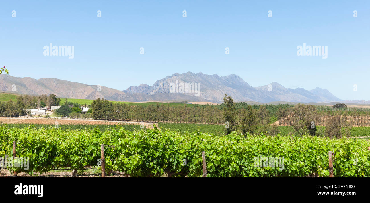 South africa vineyards wine making farming grapes boland mountains hi ...