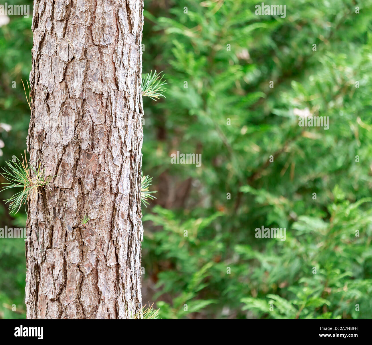 Silver pine tree hi-res stock photography and images - Alamy