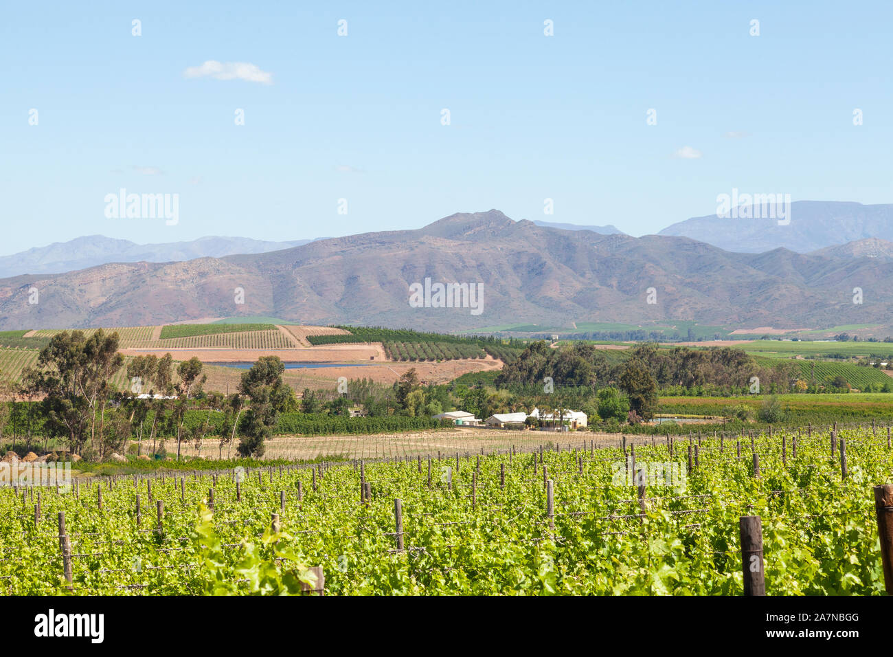 South africa vineyards wine making farming grapes boland mountains hi ...