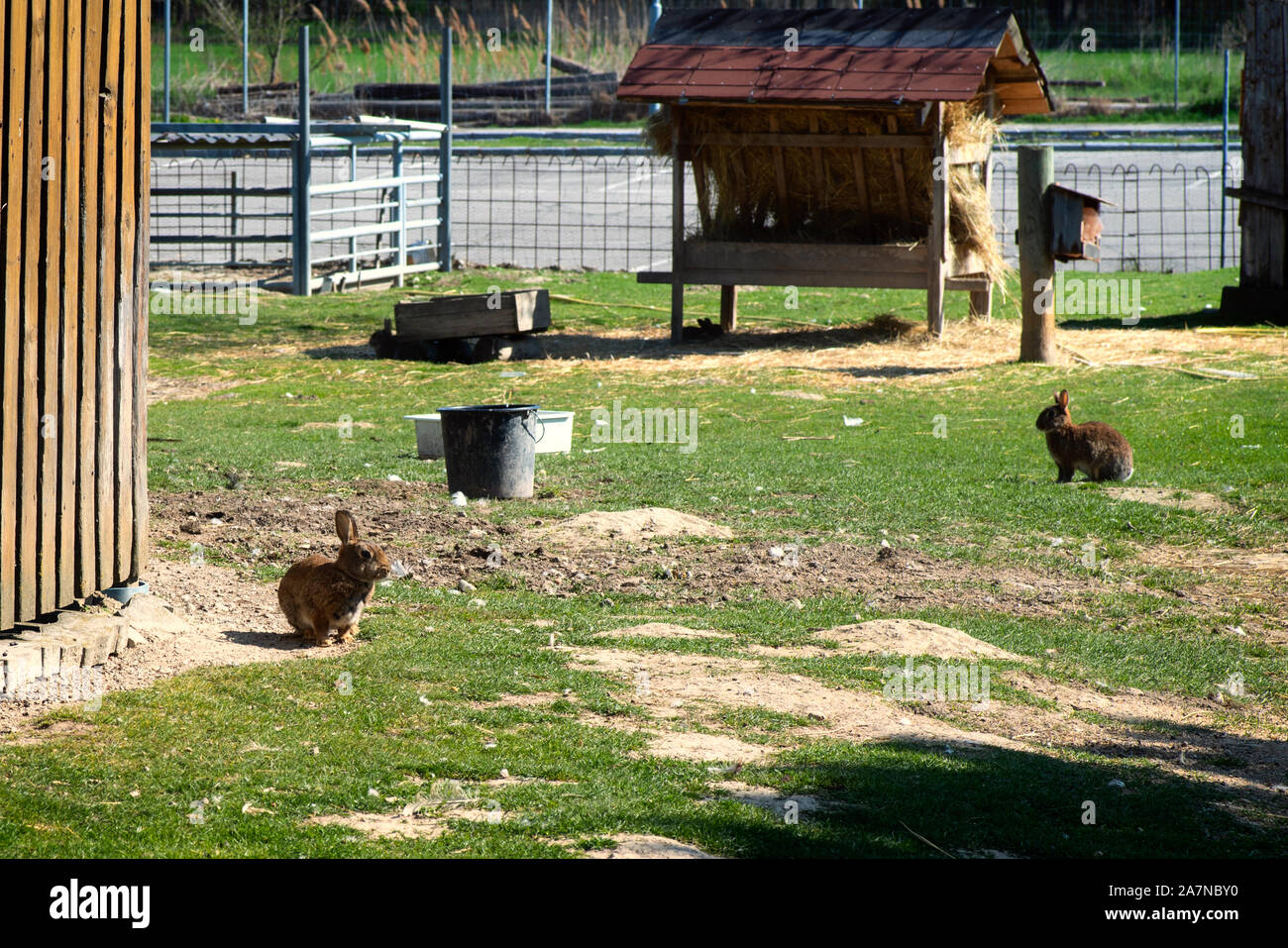 Cute various colors of little rabbits in a farm.Farm animals. Rabbits ...