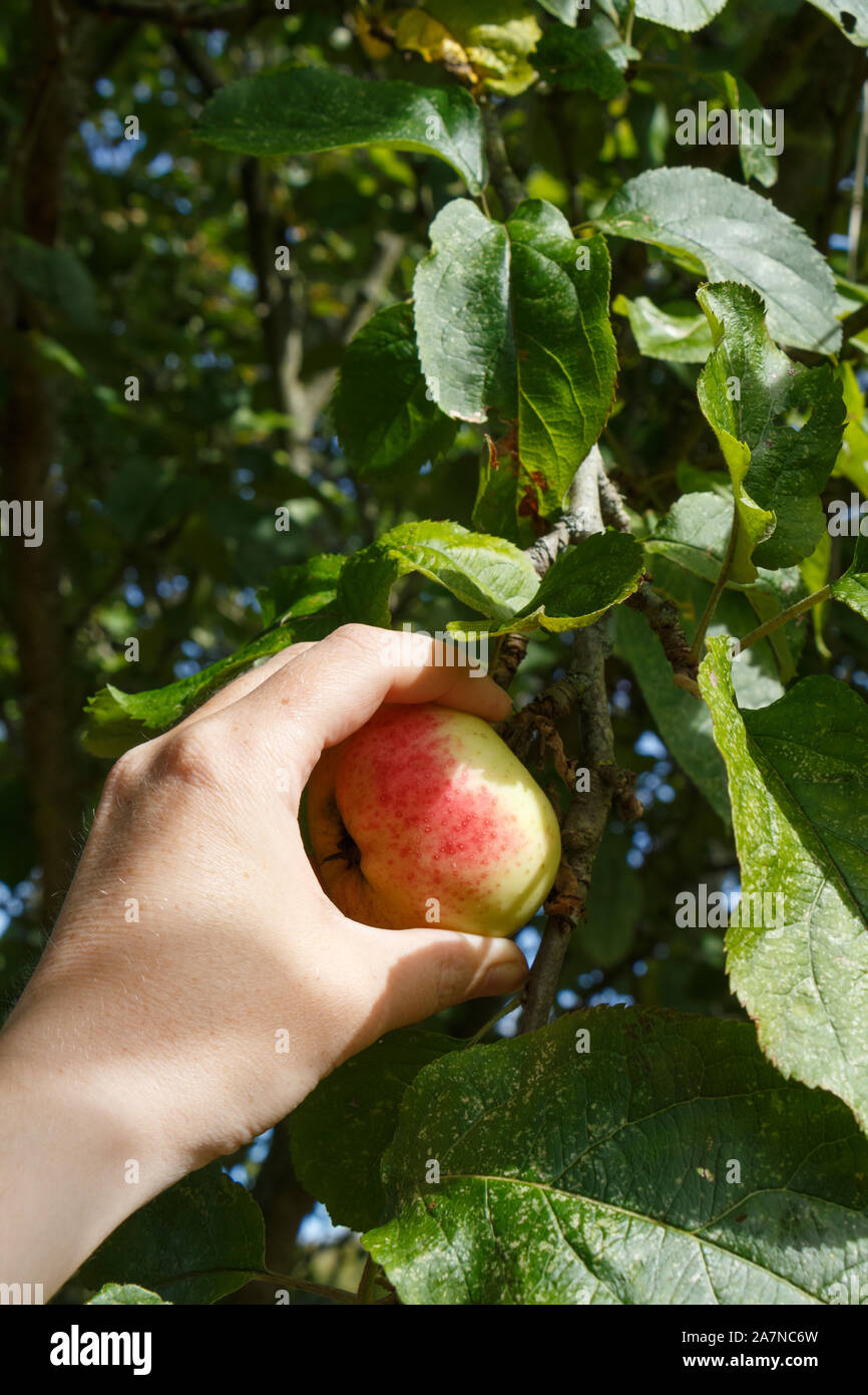 Hand of a woman picking an apple on an apple tree in an orchard Stock ...
