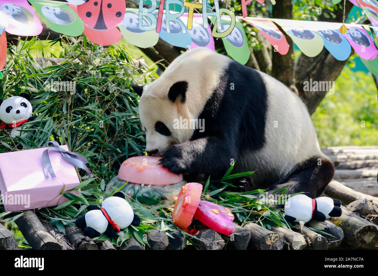 The giant panda Tao Tao eats birthday cake-shaped fodder to celebrate ...