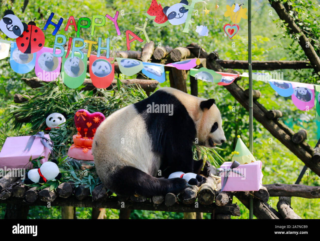 The giant panda Tao Tao eats birthday cake-shaped fodder to celebrate ...