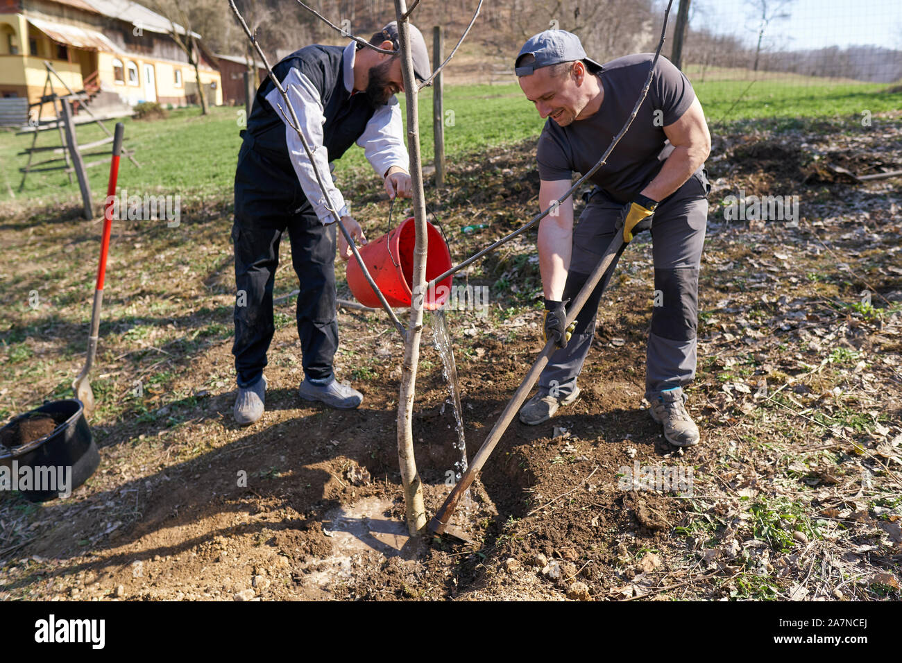 Farmers planting a walnut tree in the orchard Stock Photo - Alamy