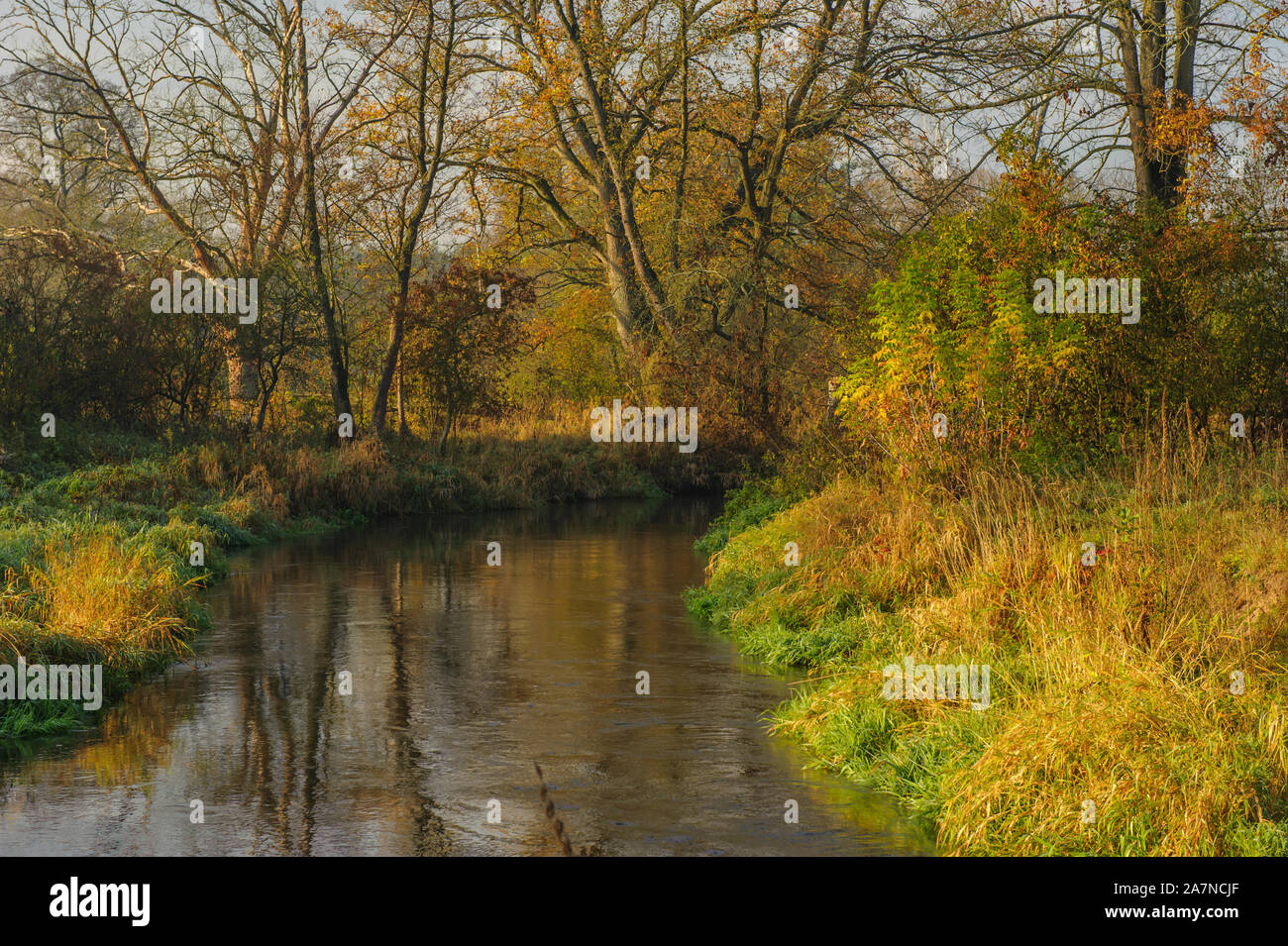 Maple tree twisted branches hi-res stock photography and images - Alamy