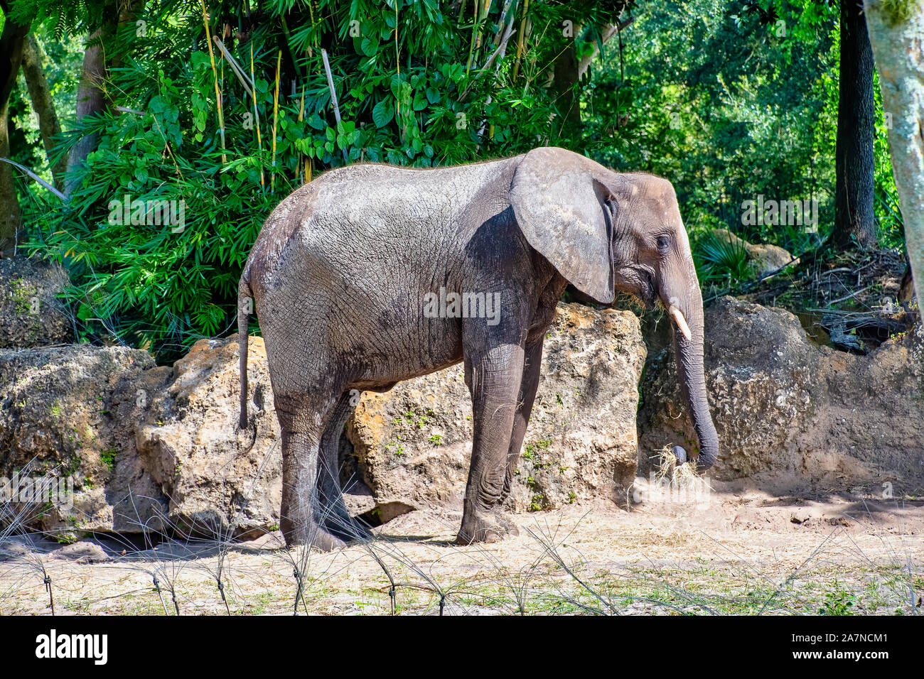 African elephants eating hay in the sun Stock Photo - Alamy