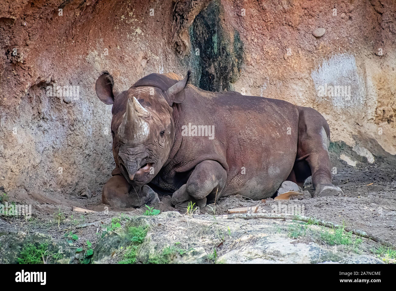 Rhino laying down hi-res stock photography and images - Alamy