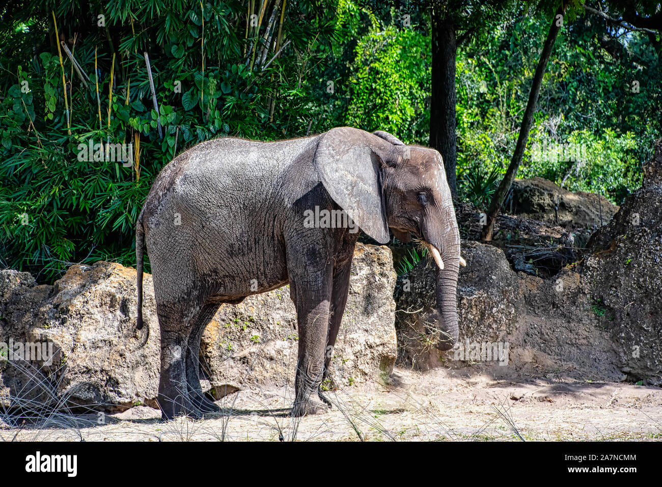 African elephants eating hay in the sun Stock Photo - Alamy