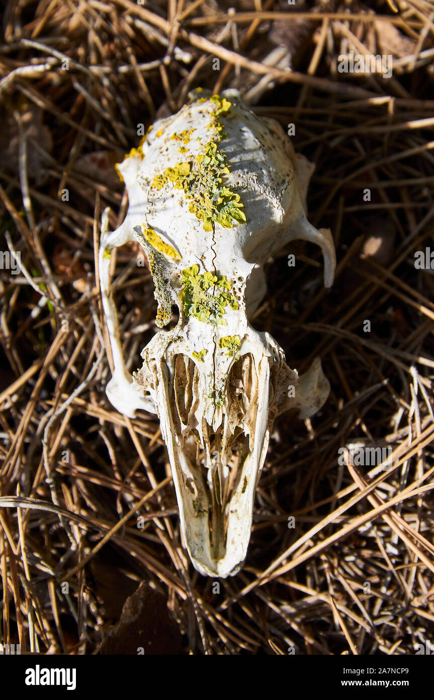 Rabbit skull hi-res stock photography and images - Alamy