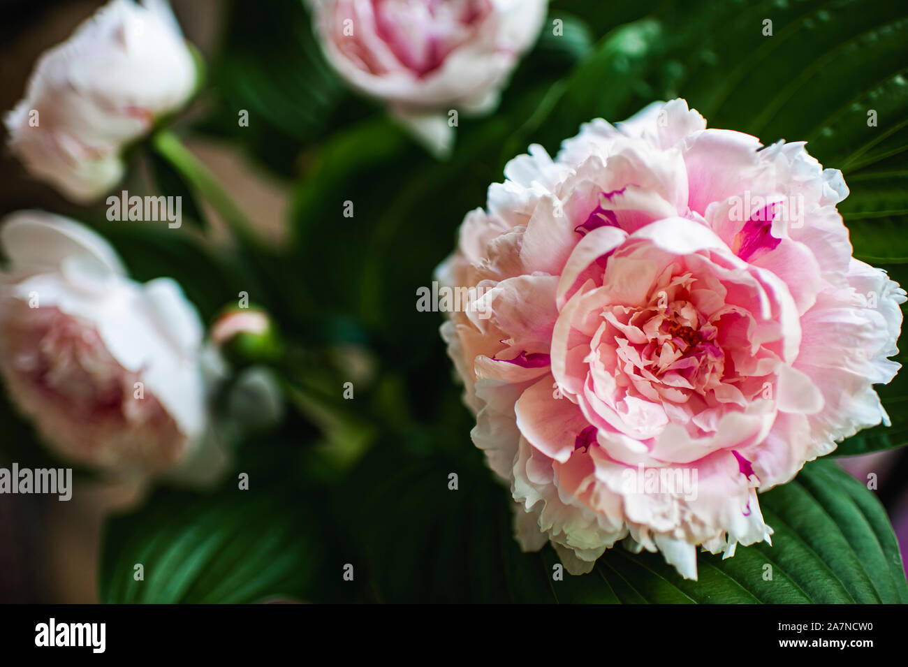Memorial day peony hi-res stock photography and images - Alamy