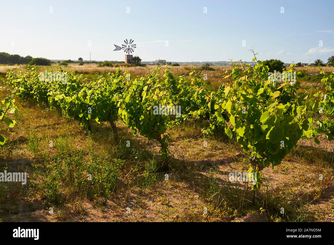 Viticulture hi-res stock photography and images - Alamy