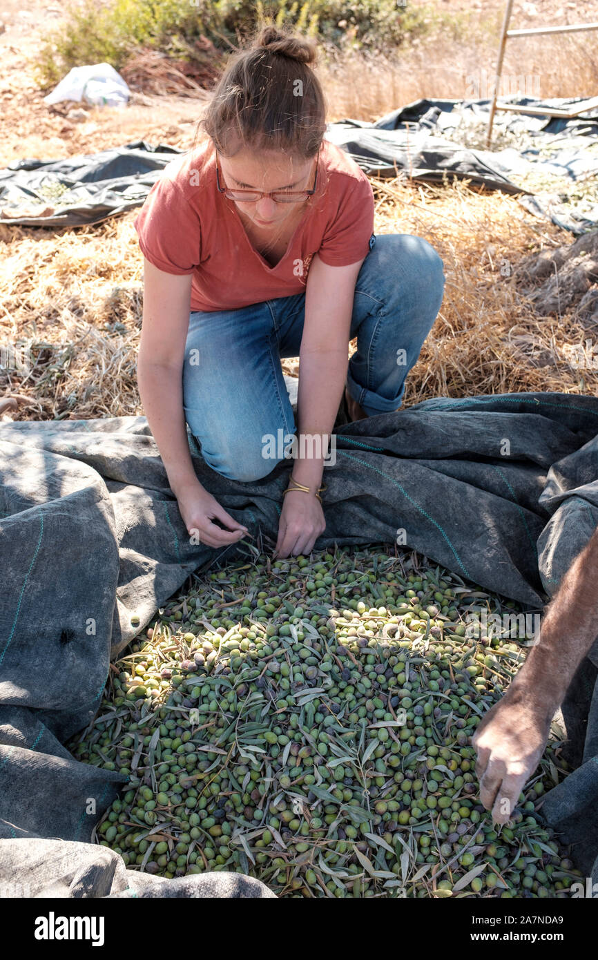 Woman sorting olives during olive harvest, Zababdeh, West Bank ...