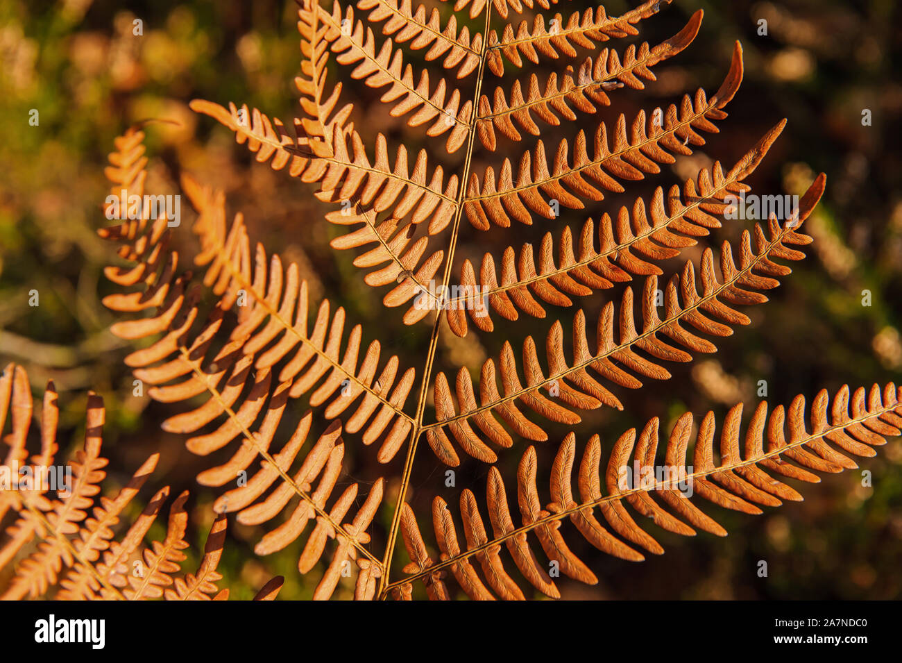 Autumn Fern Stock Photos & Autumn Fern Stock Images - Alamy