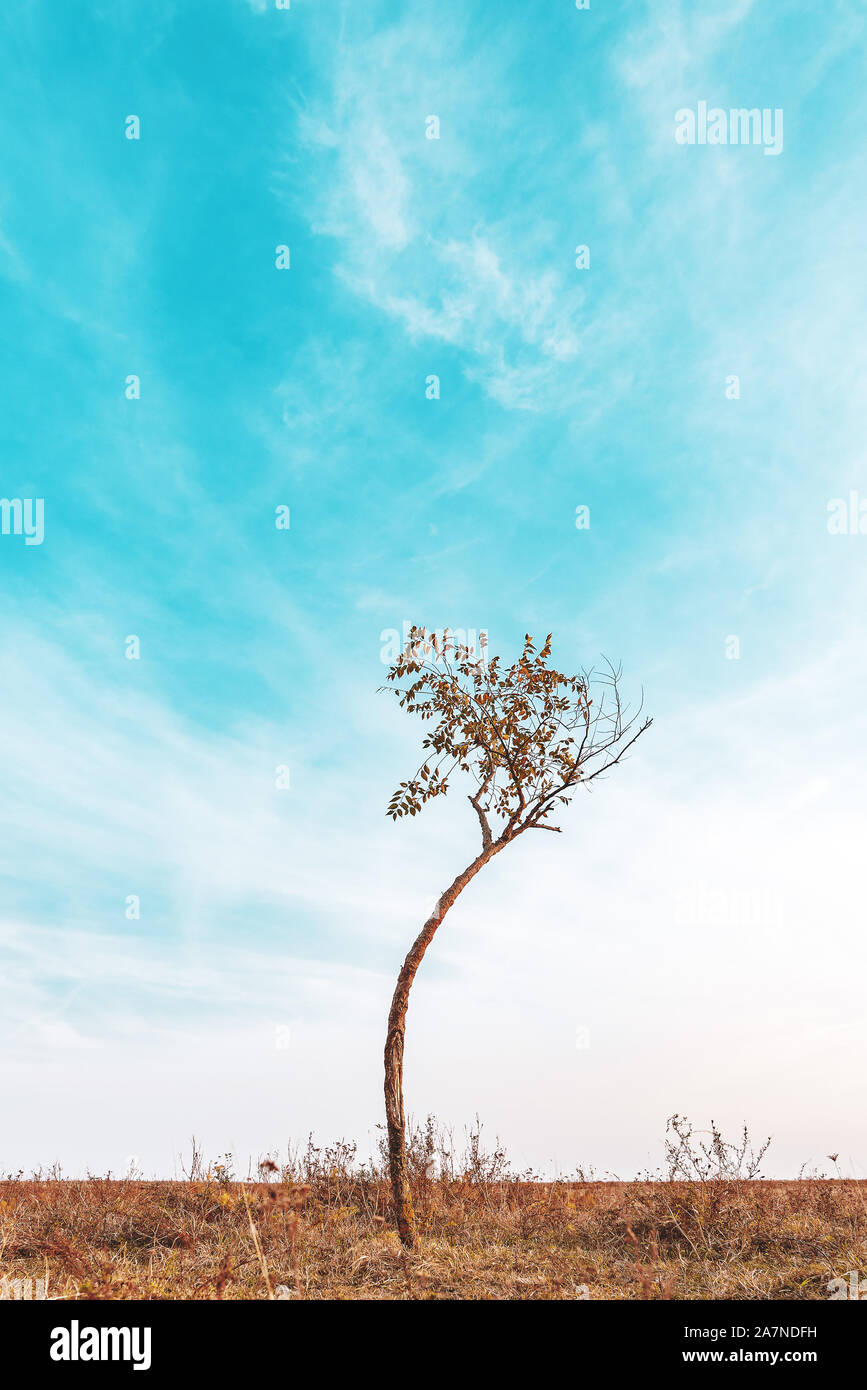 Lonely curved slim tree in plain landscape, autumn scenery Stock Photo ...