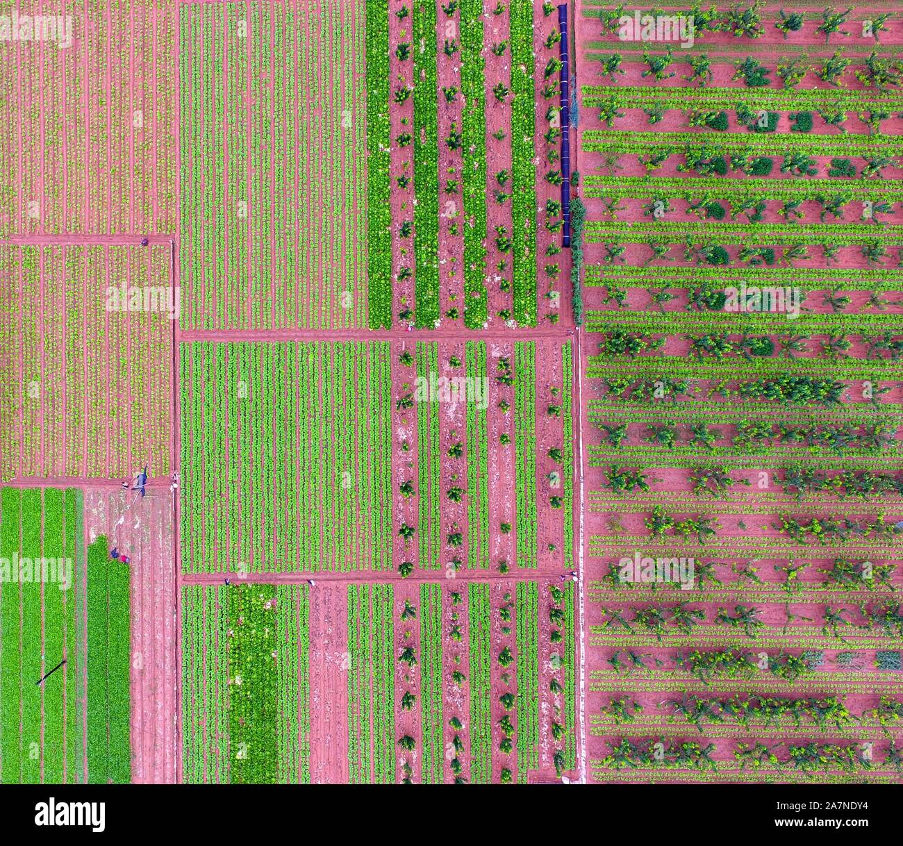 Aerial view of the colorful fields being poured by rains caused by ...
