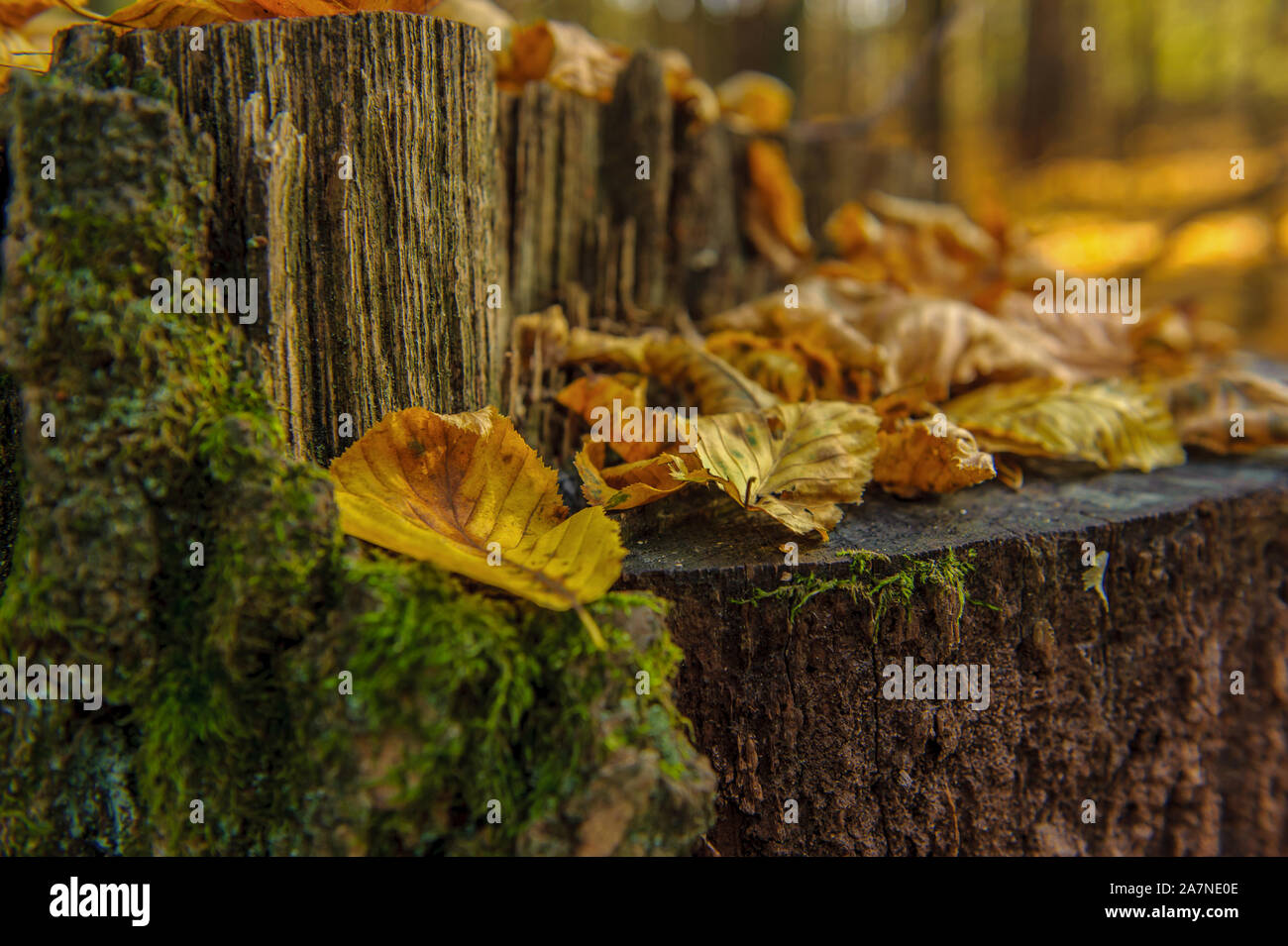Withered yellow leaves hi-res stock photography and images - Alamy