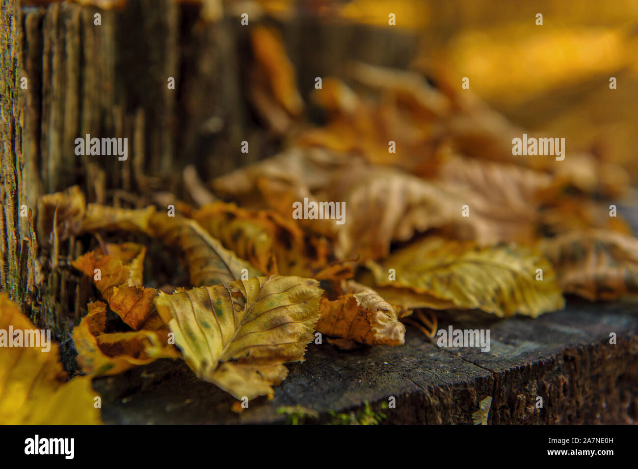 Withered leaves hi-res stock photography and images - Alamy