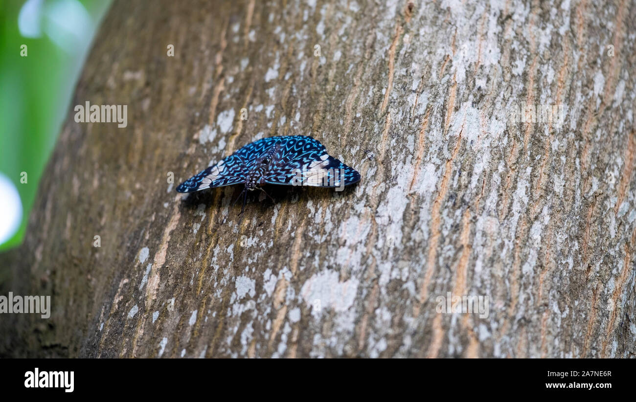 Red Cracker Stock Photos & Red Cracker Stock Images - Alamy