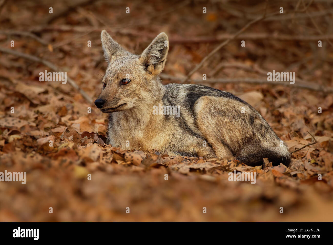 Black-backed Jackal - Canis mesomelas or saddle-backed, grey, silver ...