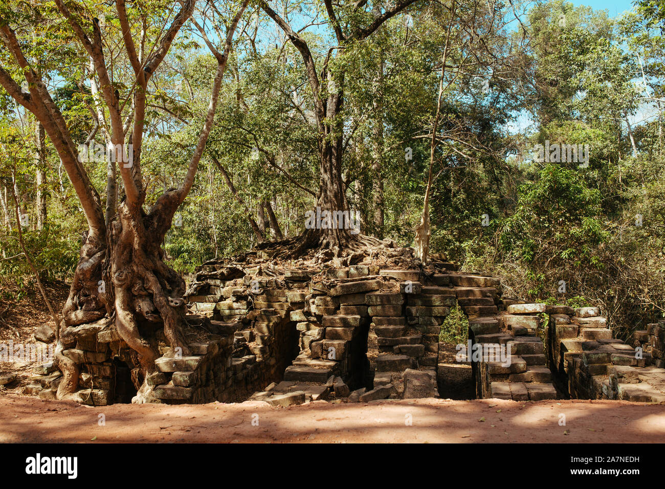 Trees grow through stones in Angkor Wat Temple in Cambodia Stock Photo ...