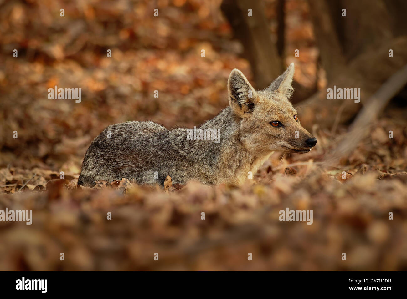Black-backed Jackal - Canis mesomelas or saddle-backed, grey, silver ...