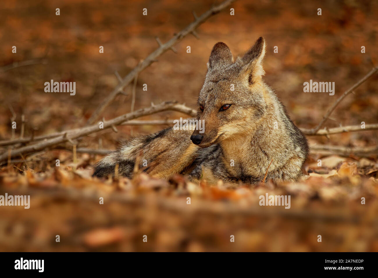 Black-backed Jackal - Canis mesomelas or saddle-backed, grey, silver ...