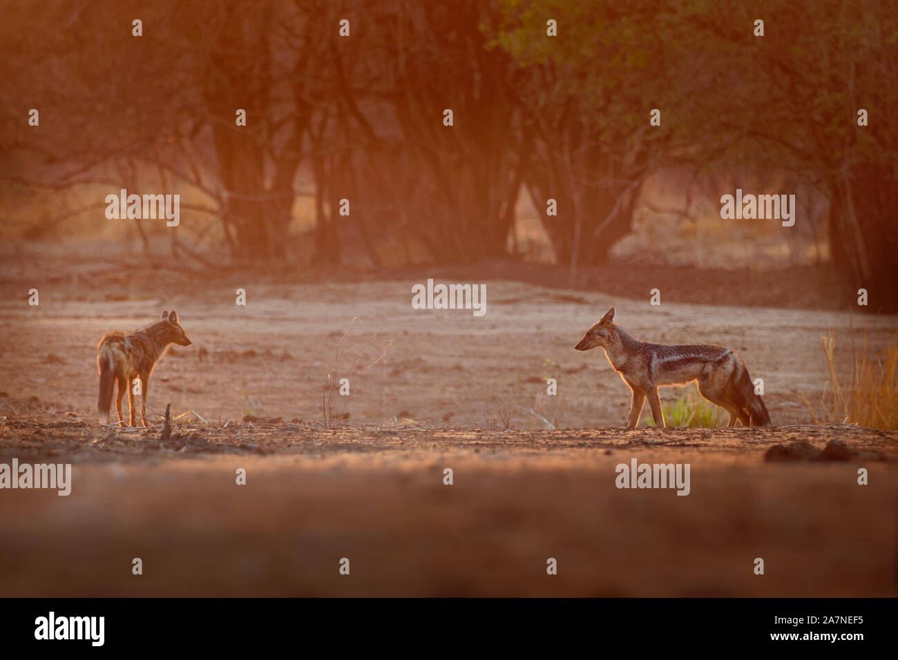 Side-striped Jackal - Canis adustus species of jackal, native to ...