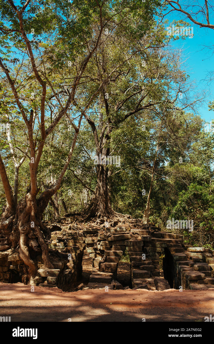 Trees grow through stones in Angkor Wat Temple in Cambodia Stock Photo ...
