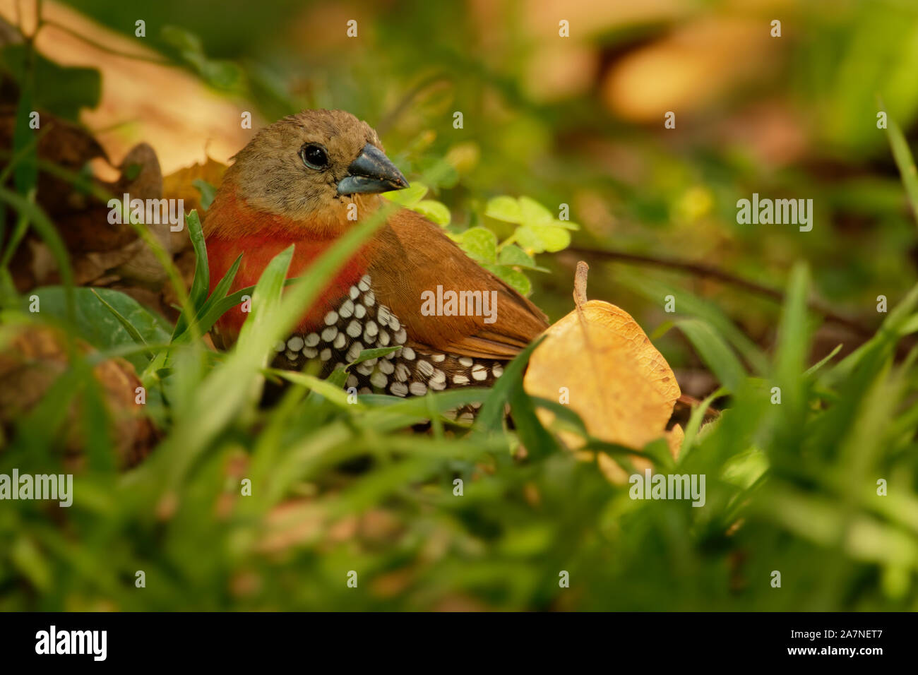 Brown twinspot hi-res stock photography and images - Alamy