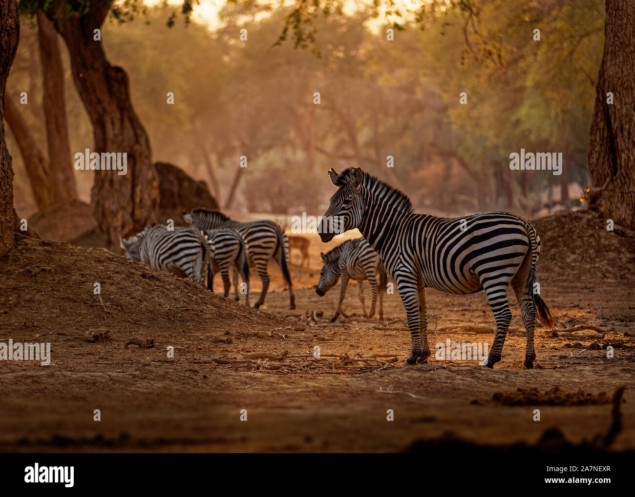 Plains Zebra - Equus quagga formerly Equus burchellii, also common ...