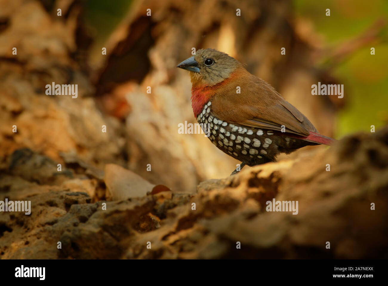 Brown twinspot hi-res stock photography and images - Alamy