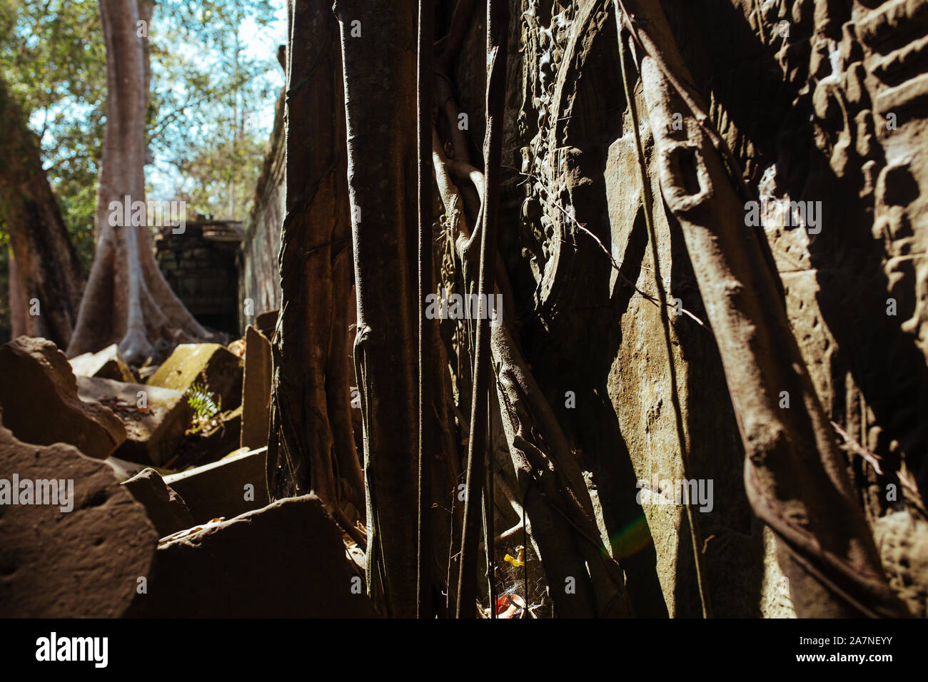 Trees grow through stones in Angkor Wat Temple in Cambodia Stock Photo ...