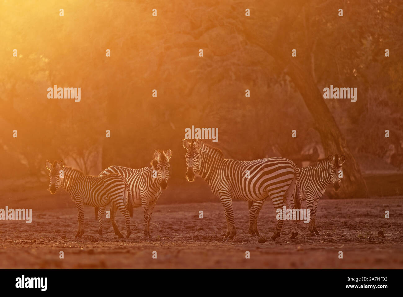 Plains Zebra - Equus quagga formerly Equus burchellii, also common ...