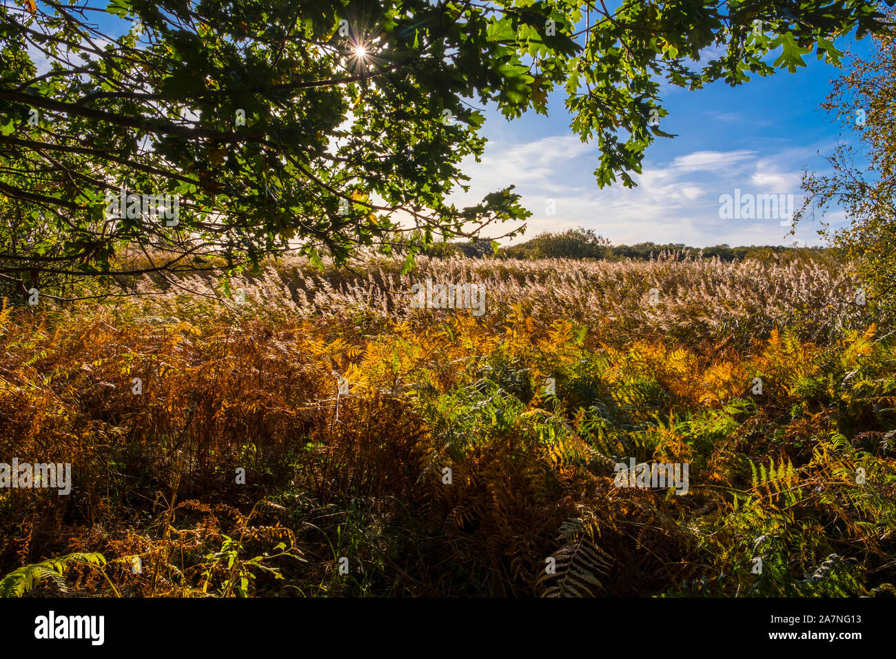 Suffolk landscape autumn hi-res stock photography and images - Alamy