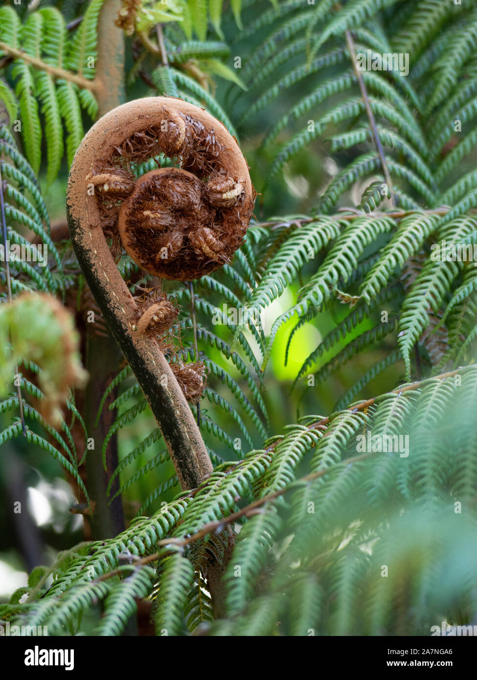 Growing koru hi-res stock photography and images - Alamy