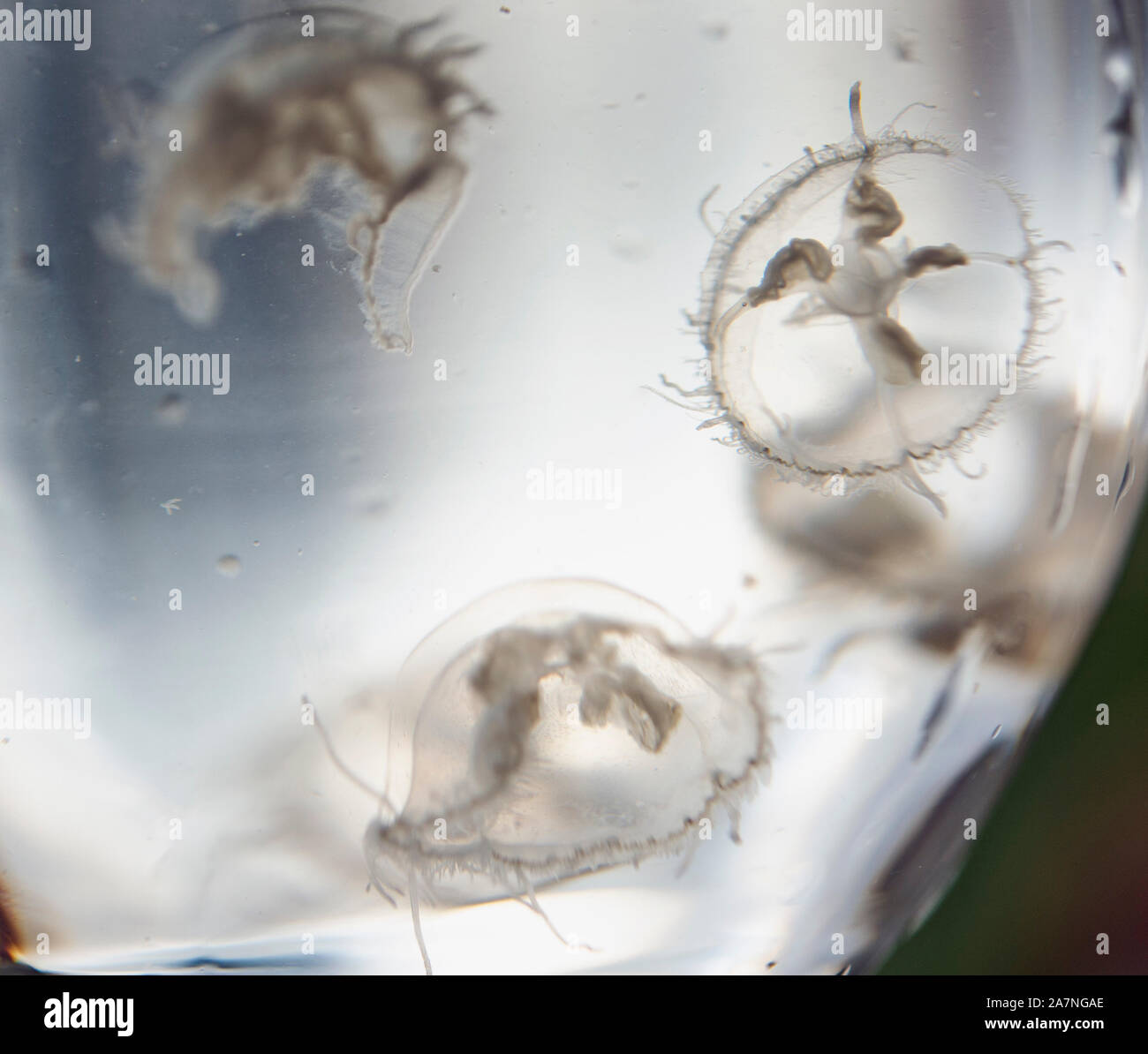 The Craspedacusta sowerbi, freshwater jellyfish in the phylum Cnidaria ...