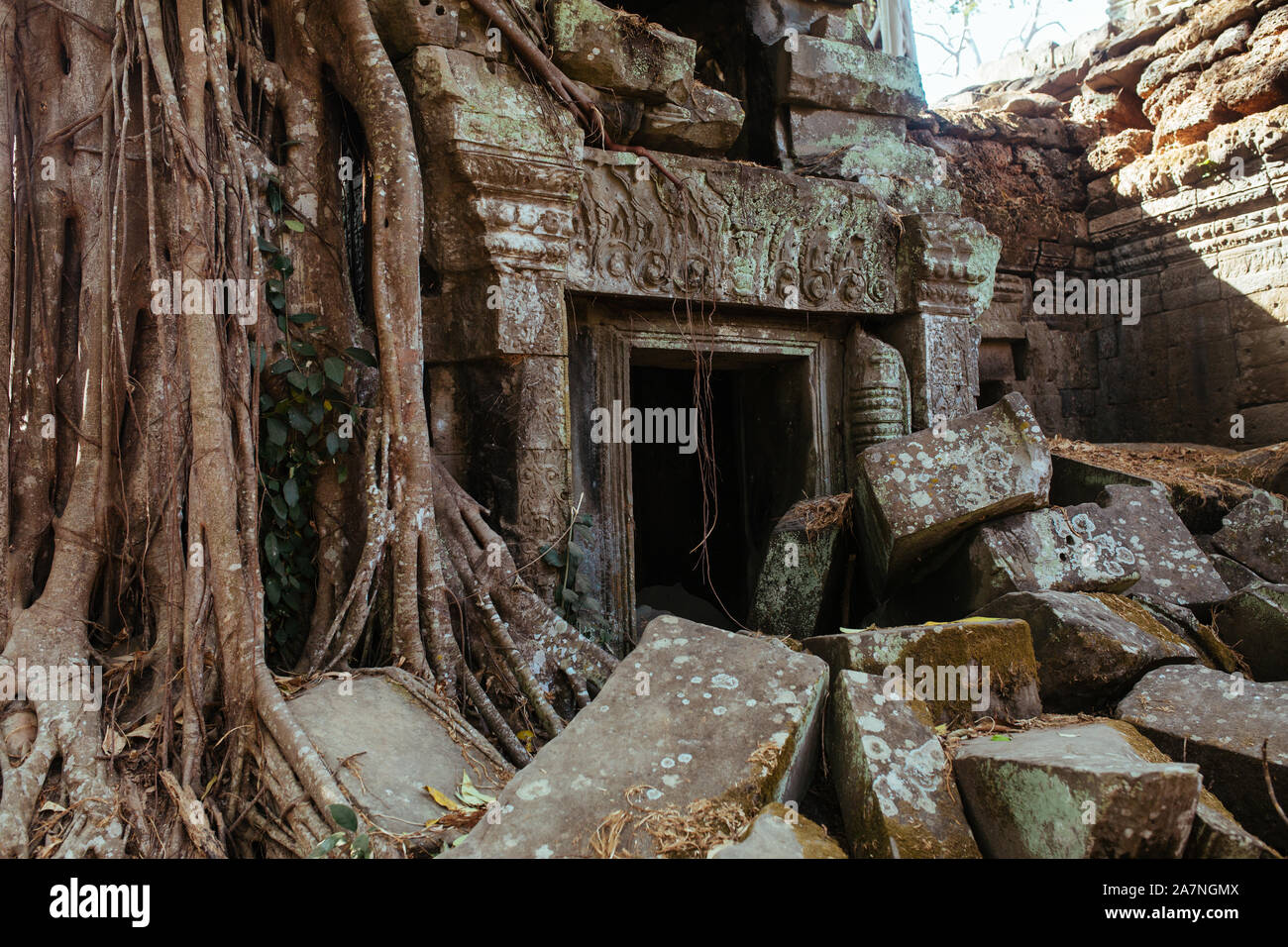 Trees grow through stones in Angkor Wat Temple in Cambodia Stock Photo ...
