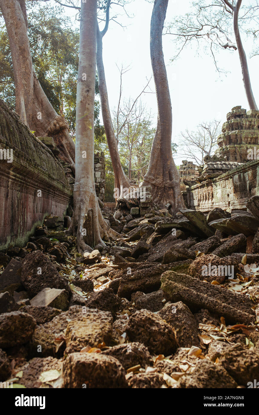 Trees grow through stones in Angkor Wat Temple in Cambodia Stock Photo ...